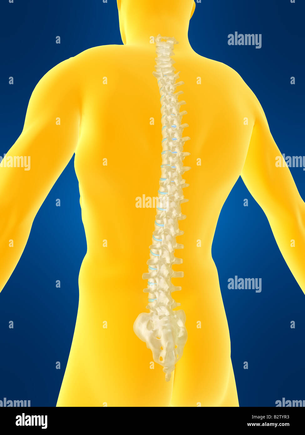 Human skeleton neck spine vertebra hi-res stock photography and images ...