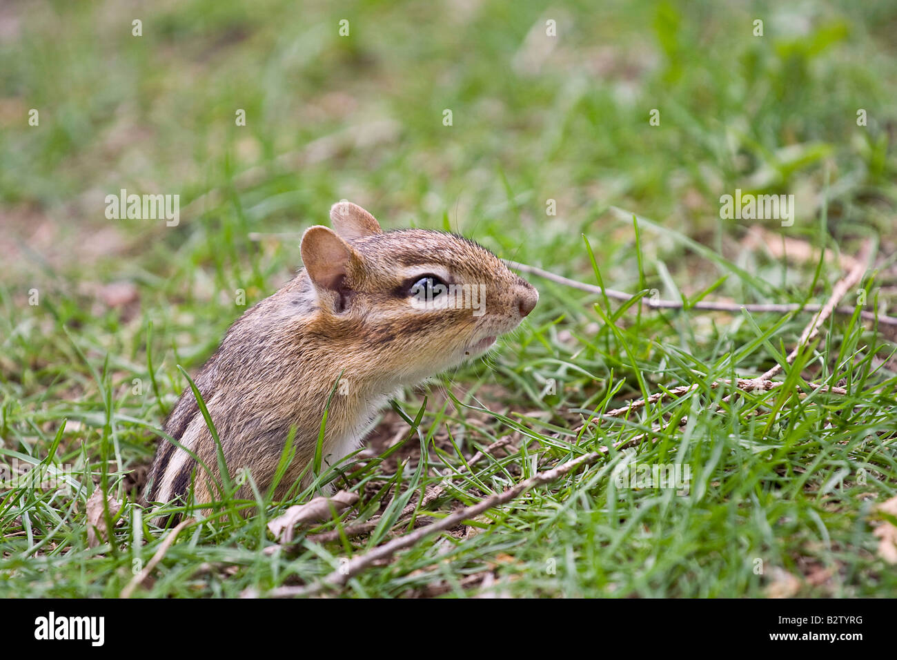 pictures of the wild animals Stock Photo - Alamy