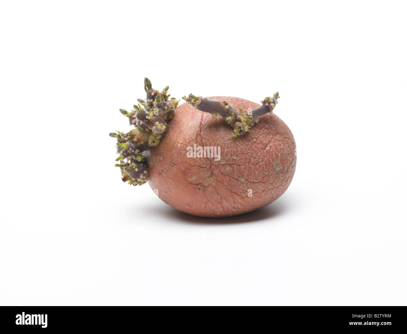 Wrinkled potato hi-res stock photography and images - Alamy