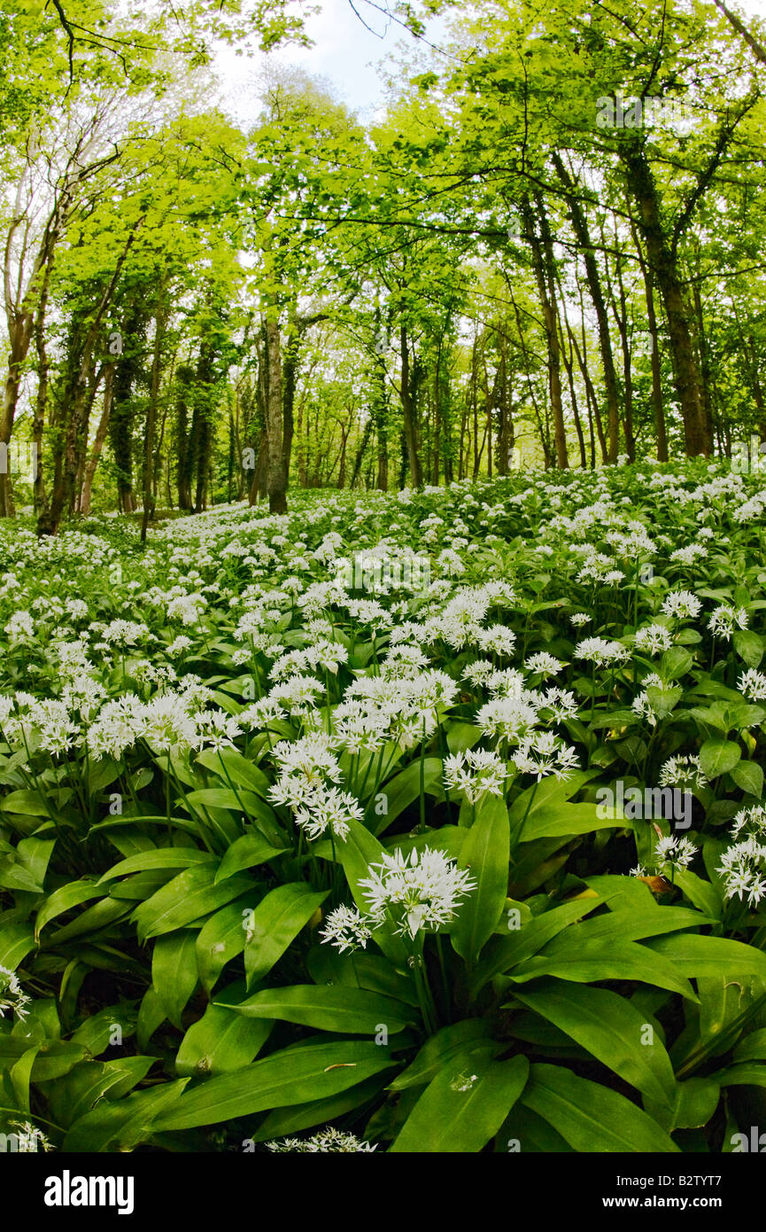 Flowering wild garlic in forest hi-res stock photography and images - Alamy
