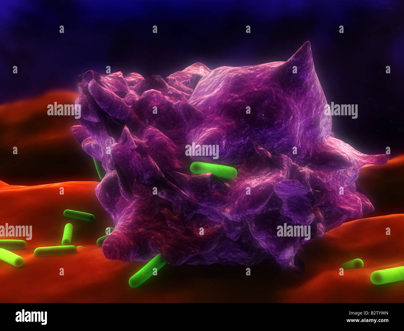 Macrophage hi-res stock photography and images - Alamy