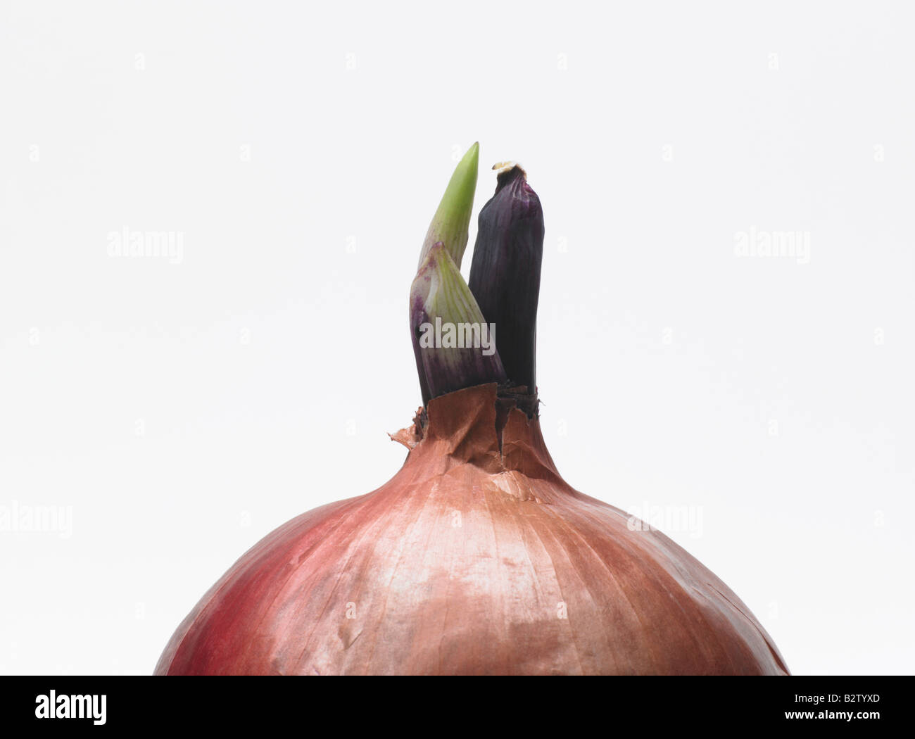 Sprouting red onion hi-res stock photography and images - Alamy