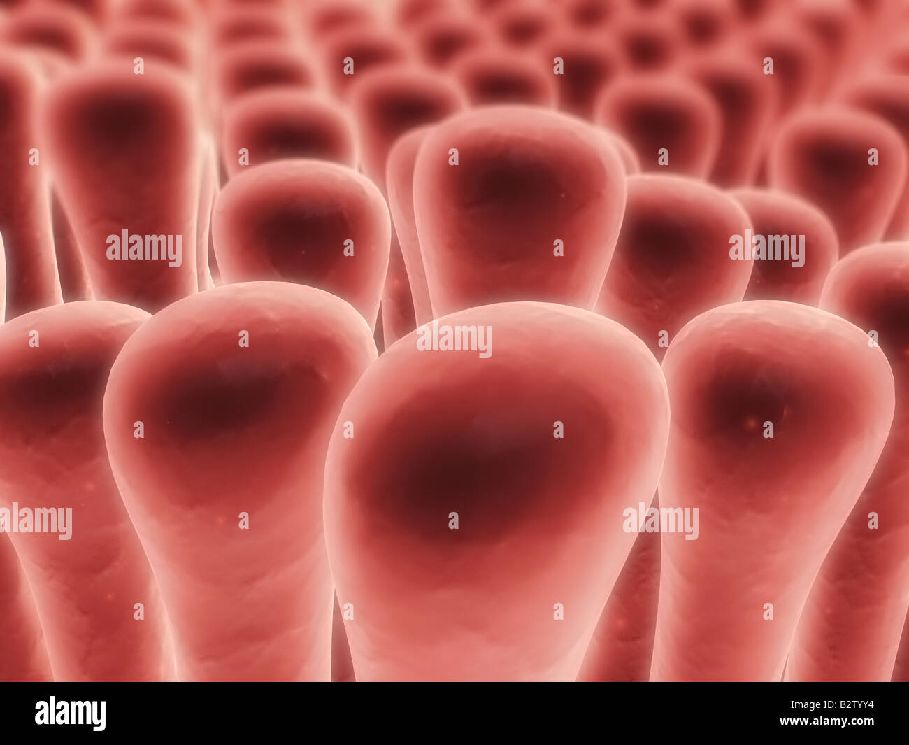 Villi intestine hi-res stock photography and images - Alamy