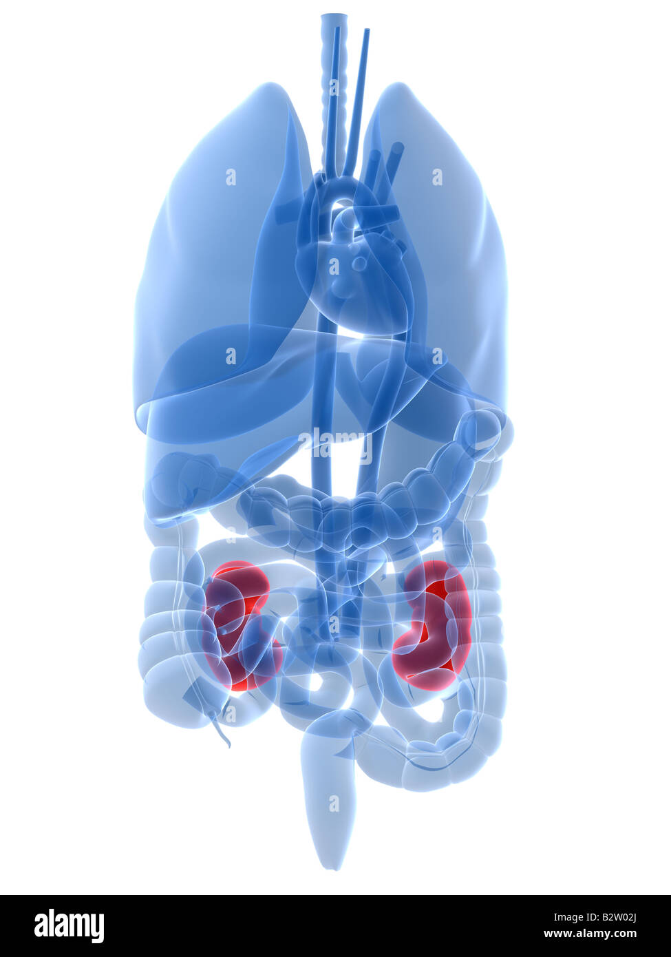Kidneys human hi-res stock photography and images - Alamy