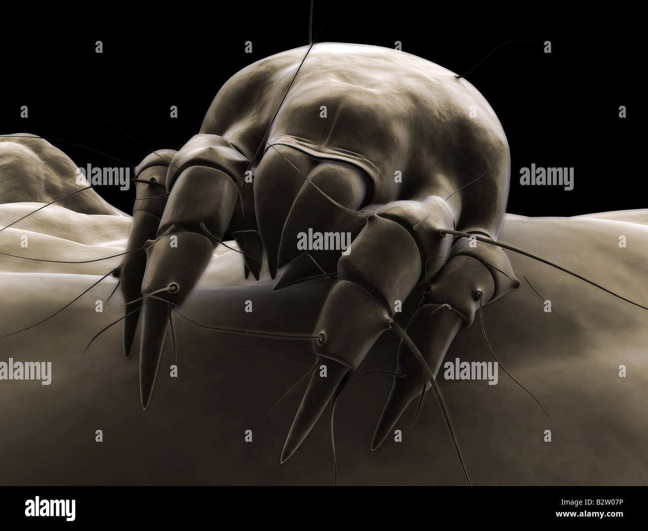 Isolated mite hi-res stock photography and images - Alamy