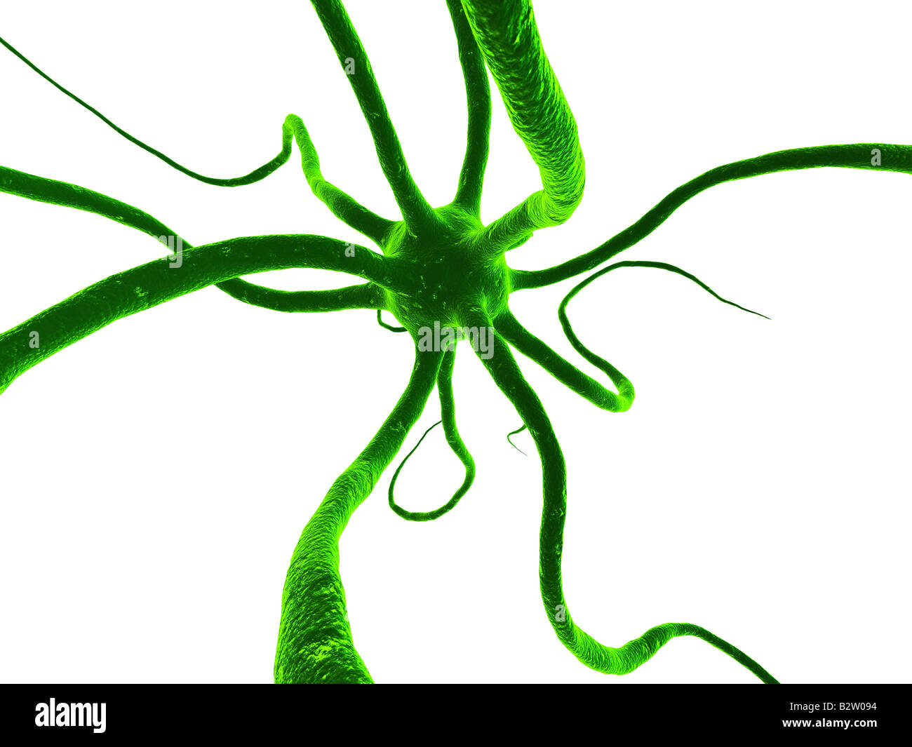 Axon hi-res stock photography and images - Alamy