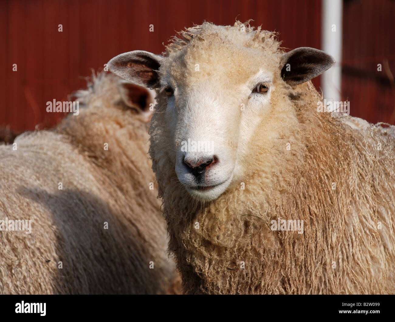 Sheep against a red barn Stock Photo - Alamy