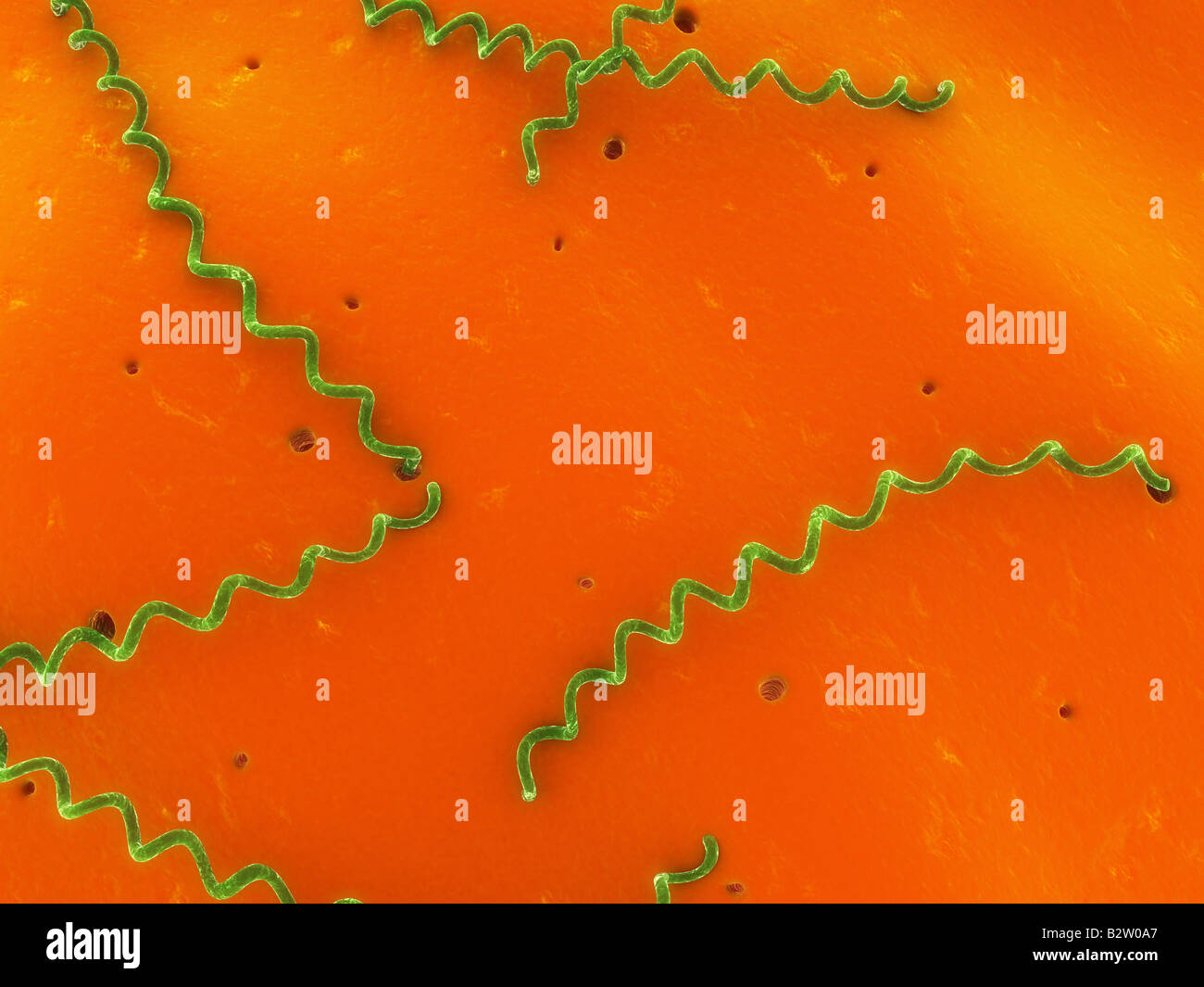 Leptospira bacteria hi-res stock photography and images - Alamy