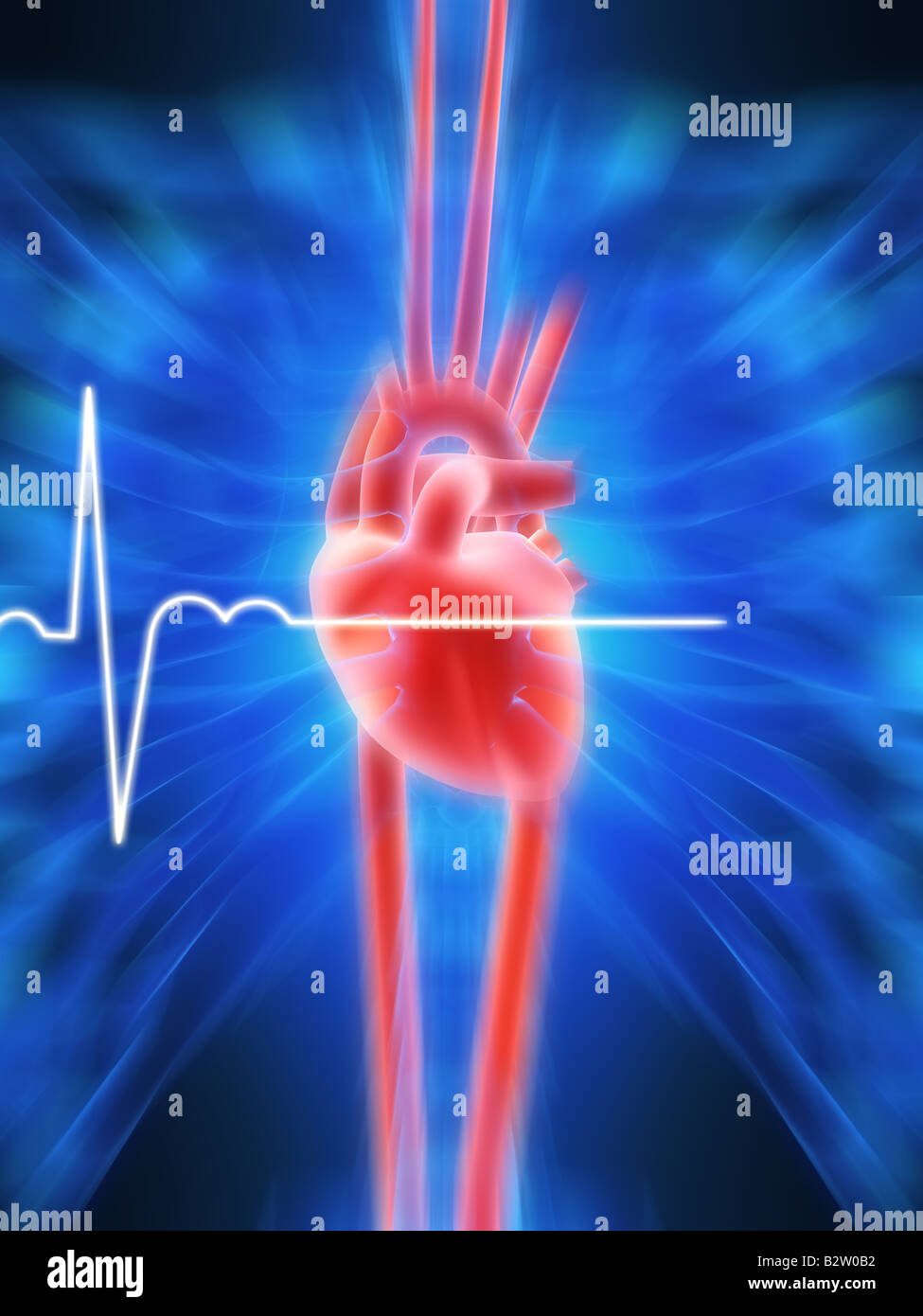 Heartbeat anatomy hi-res stock photography and images - Alamy