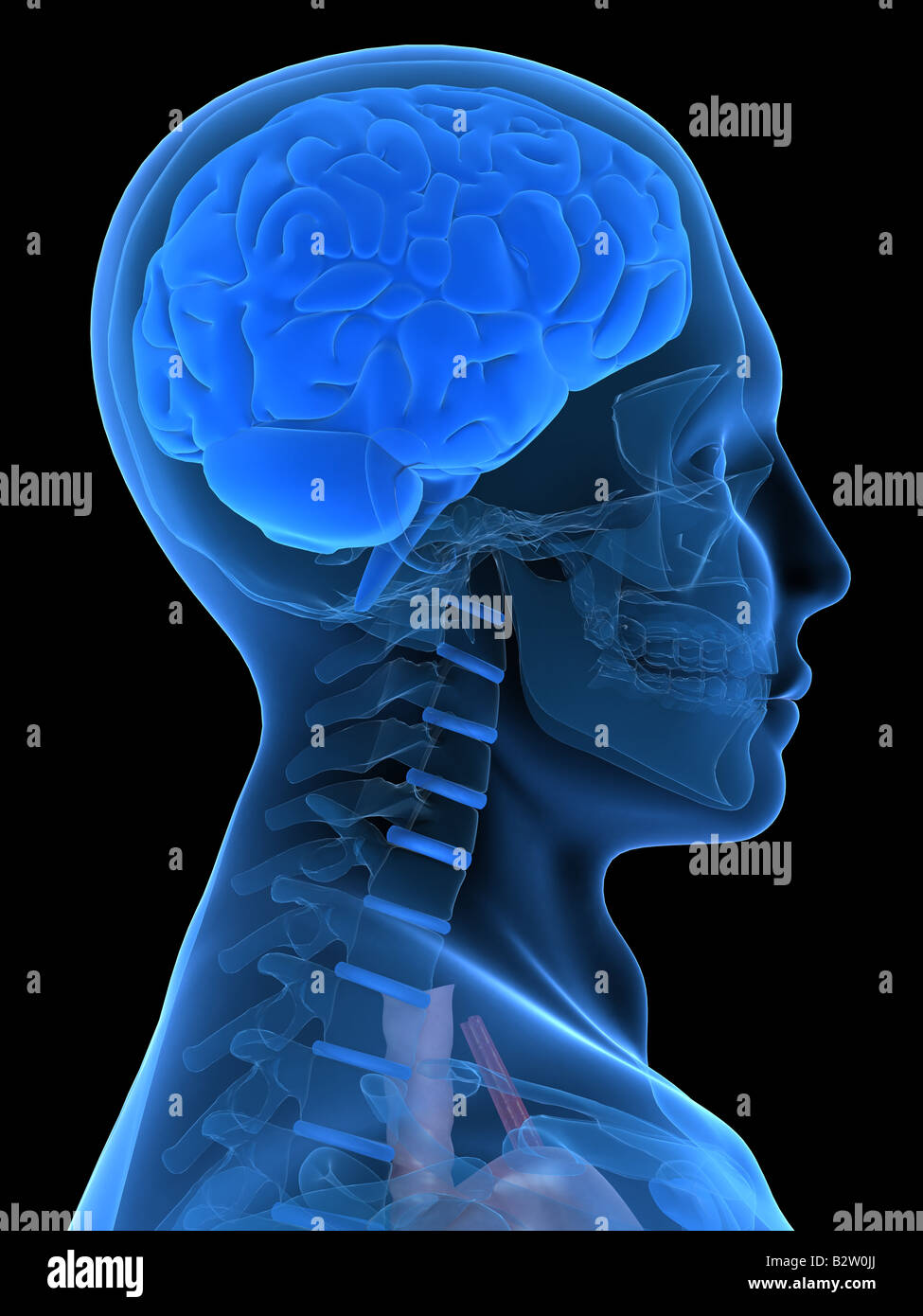 x-ray head with brain Stock Photo - Alamy