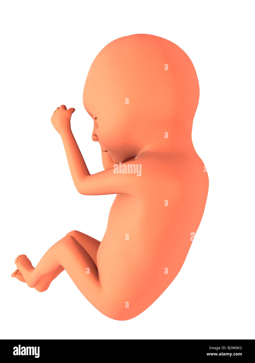 Human fetus ultrasound hi-res stock photography and images - Alamy