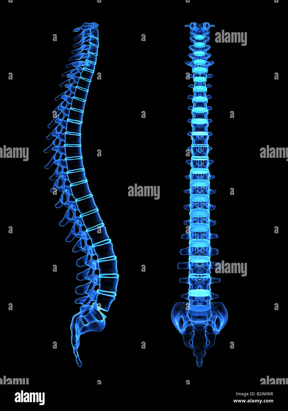 3d spine hi-res stock photography and images - Alamy
