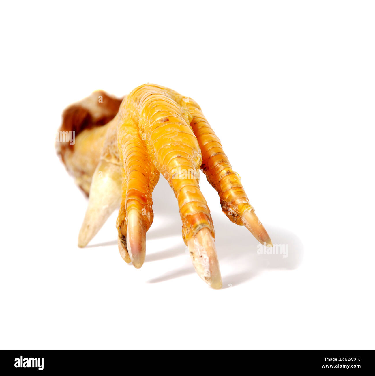 chicken claw with shadow Stock Photo - Alamy
