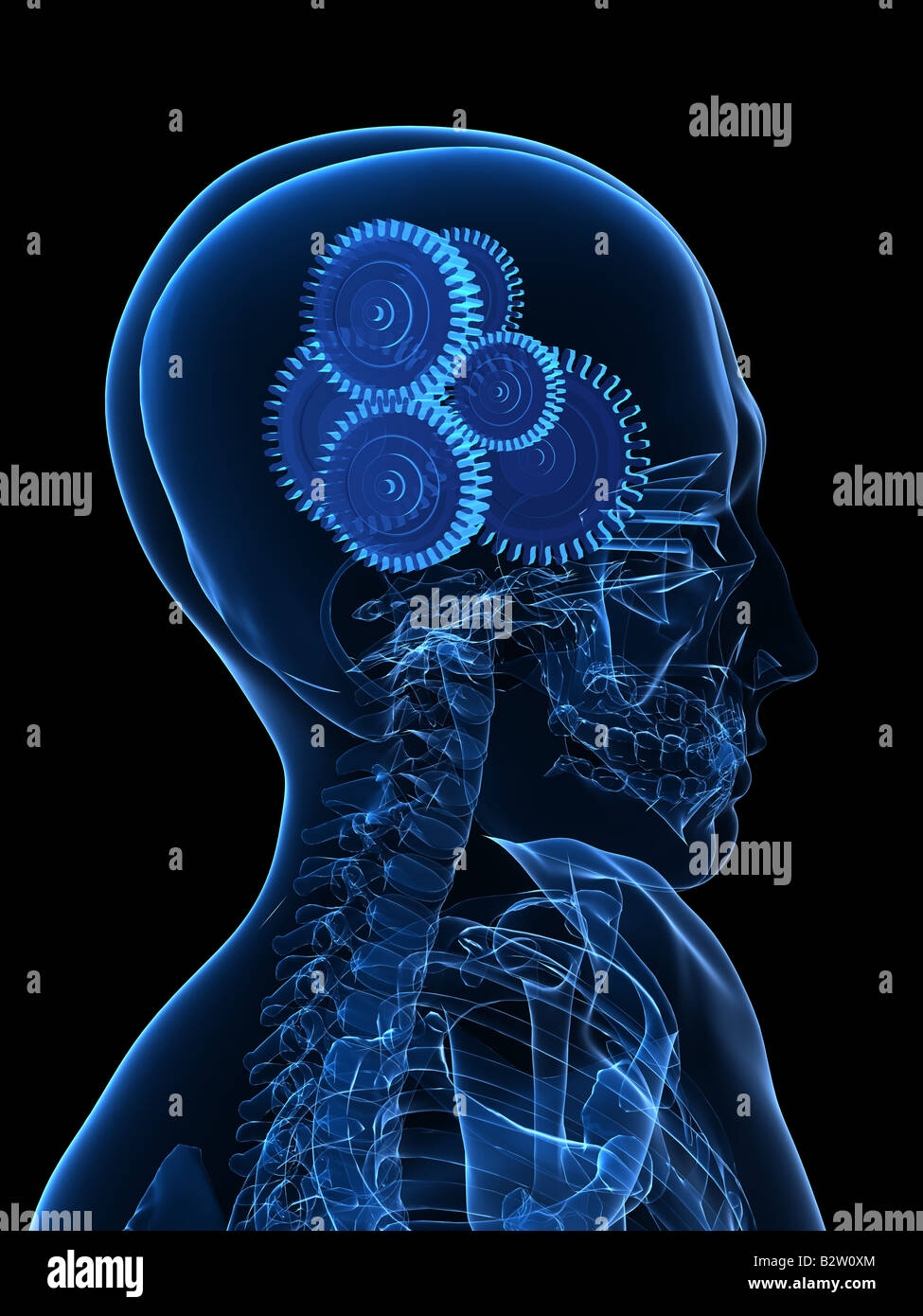 Human brain anatomy structure hi-res stock photography and images - Alamy