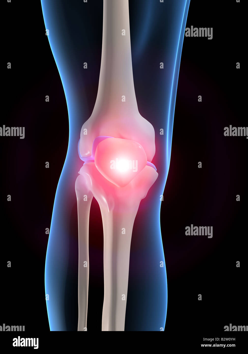Condyloid Joint Knee