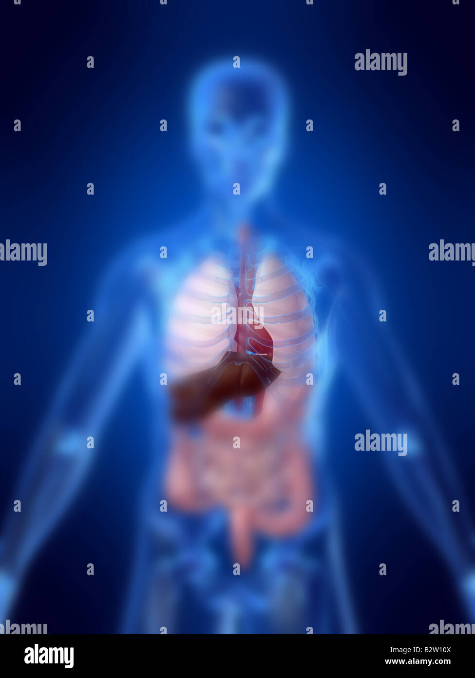 Human heart anatomy healthy hi-res stock photography and images - Alamy