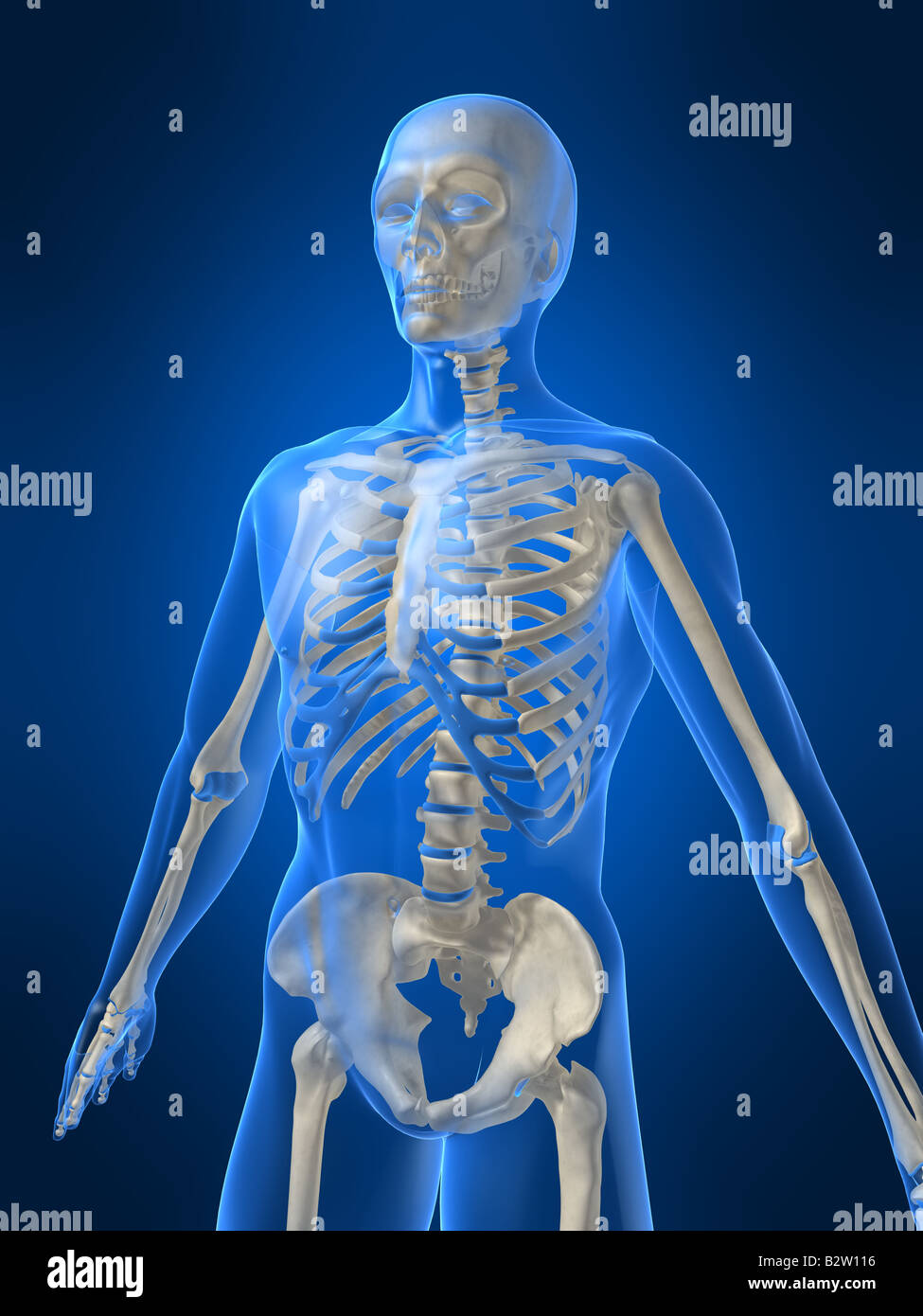 Human Skeleton Front Side Stock Photos & Human Skeleton Front Side ...