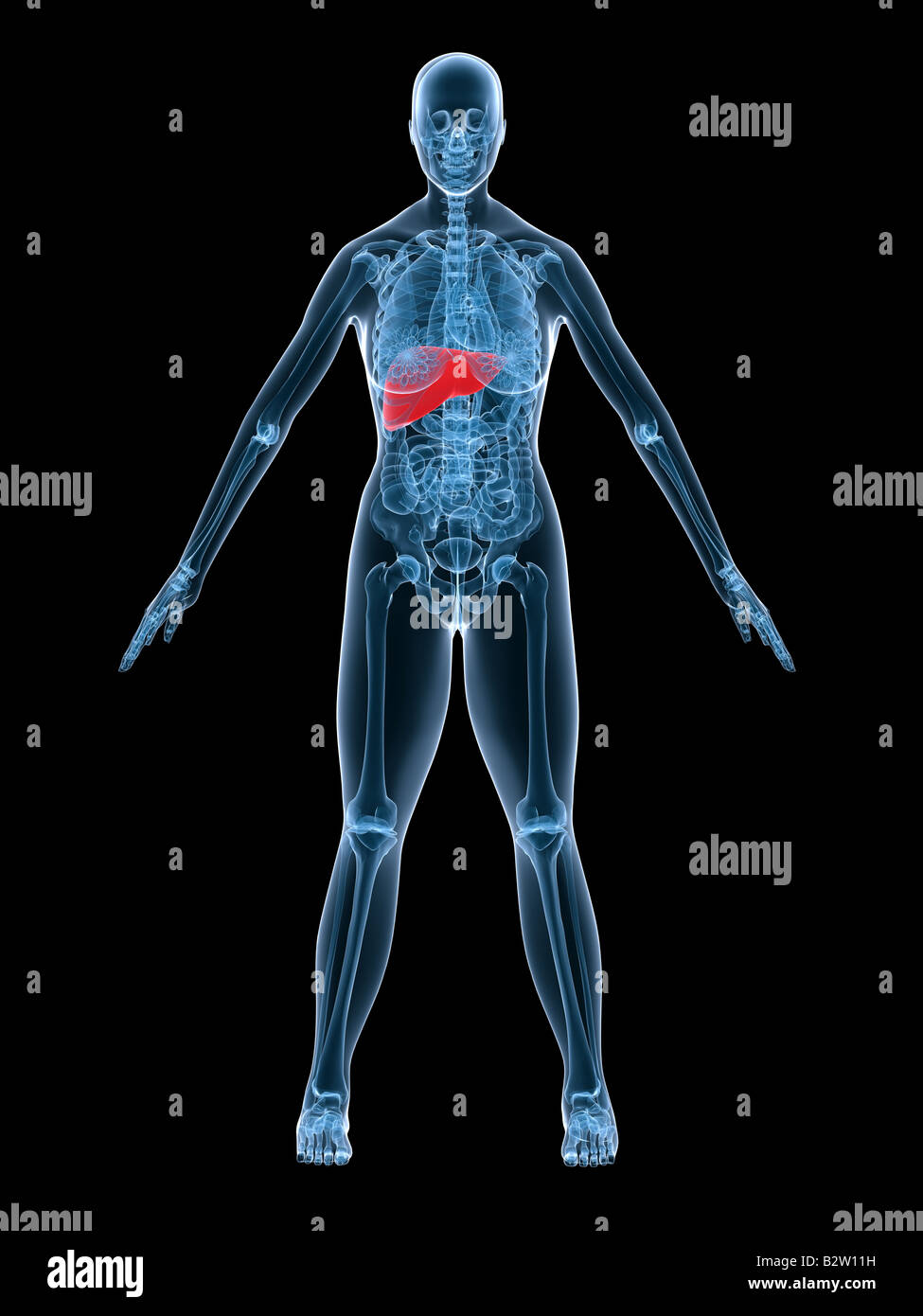 Female liver anatomy hi-res stock photography and images - Alamy