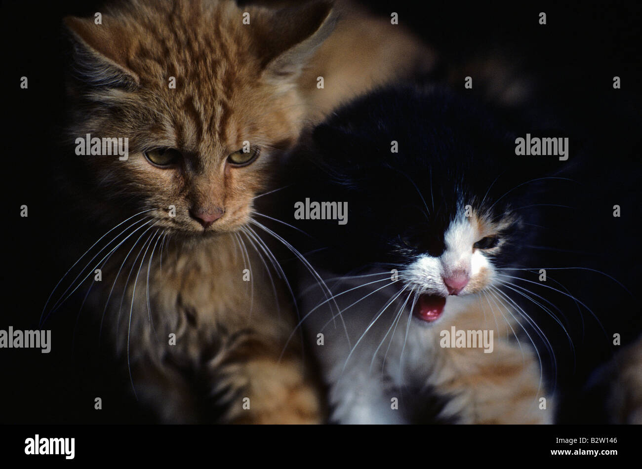 Two domesticated cats hissing Snohomish Washington State USA Stock ...