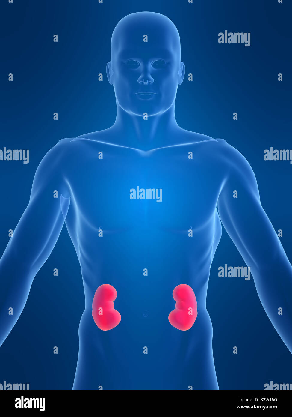 Healthy kidneys hi-res stock photography and images - Alamy