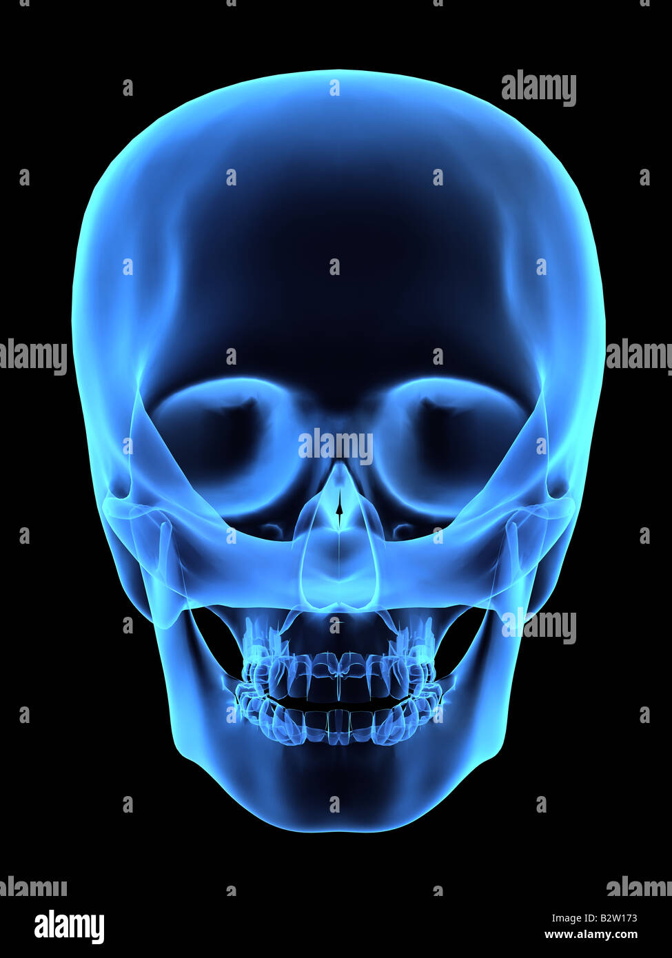 Scull illustration hi-res stock photography and images - Alamy