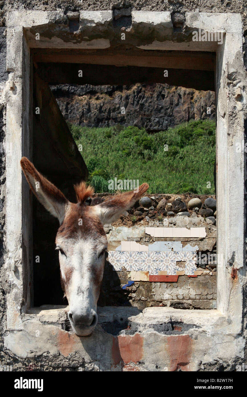 Donkey peeking from the window of an abandoned house Stock Photo - Alamy