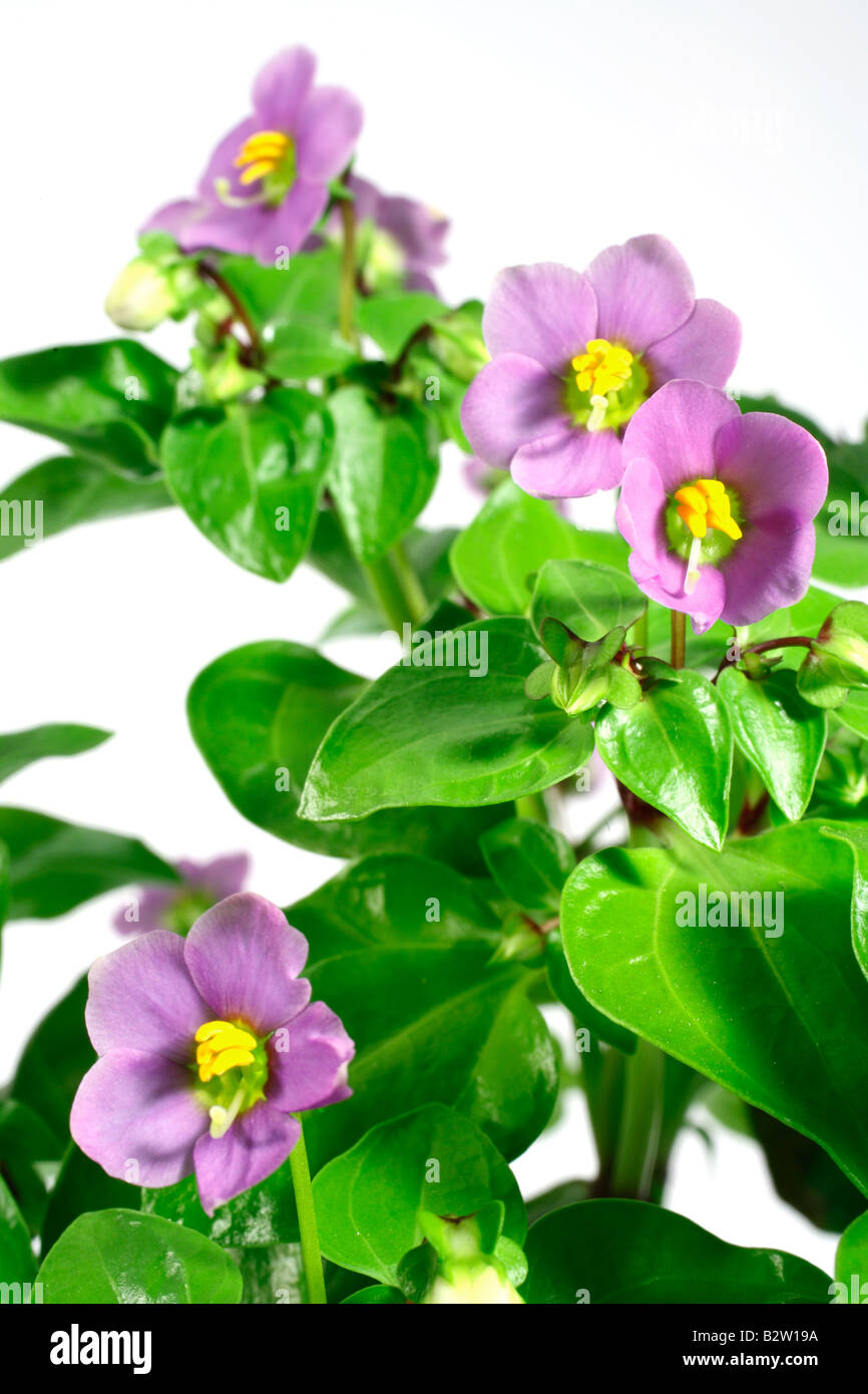 Persian violet exacum affine hi-res stock photography and images - Alamy
