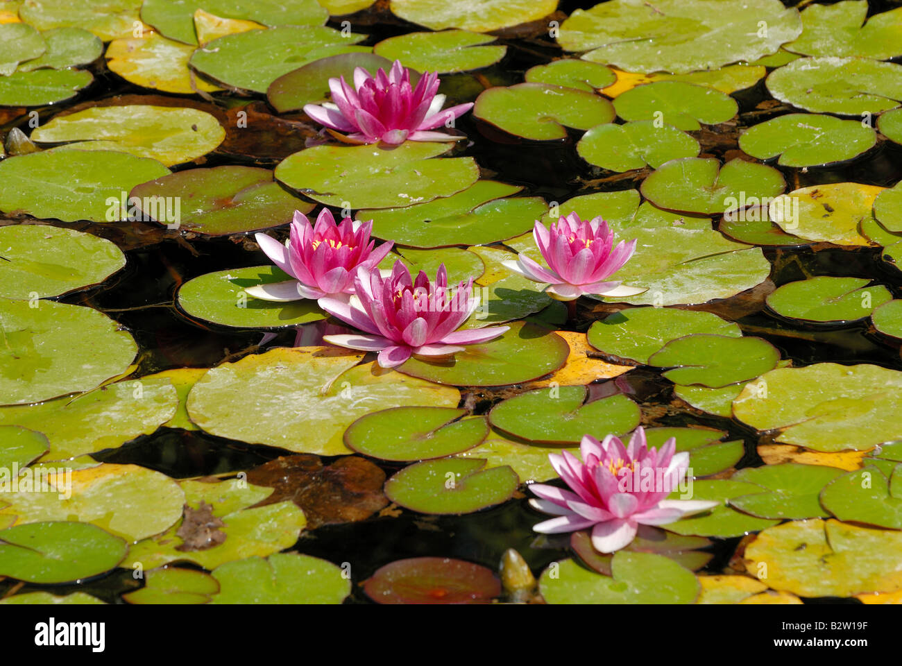 Swamp pink hi-res stock photography and images - Alamy