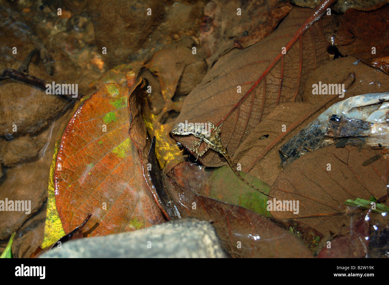A small lizard looking for food among the leaves in a Costa Rican ...