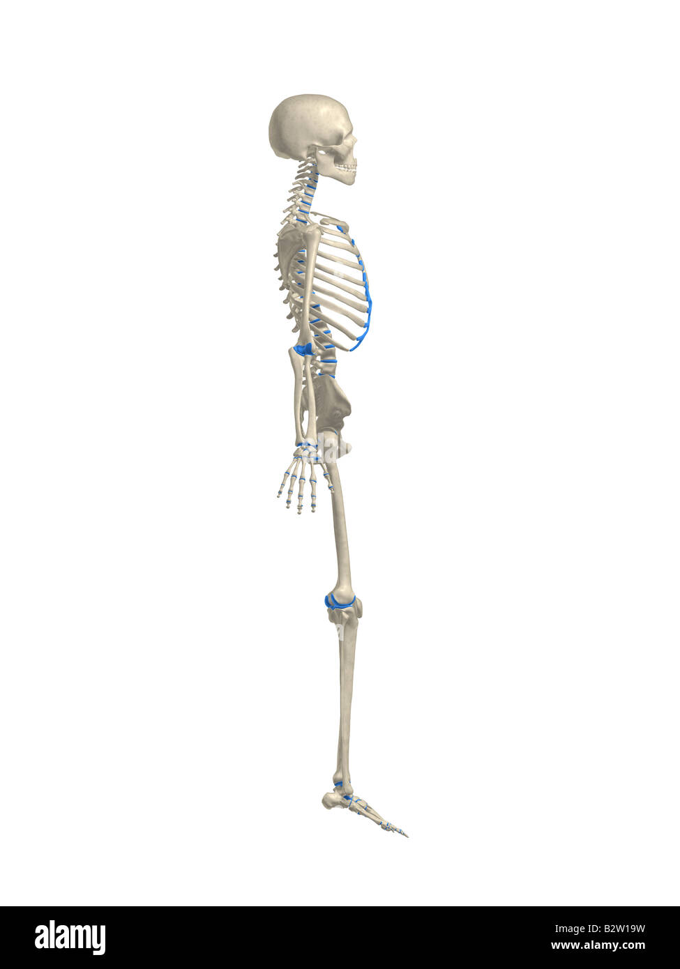 Skeleton Side View Stock Photos & Skeleton Side View Stock Images - Alamy