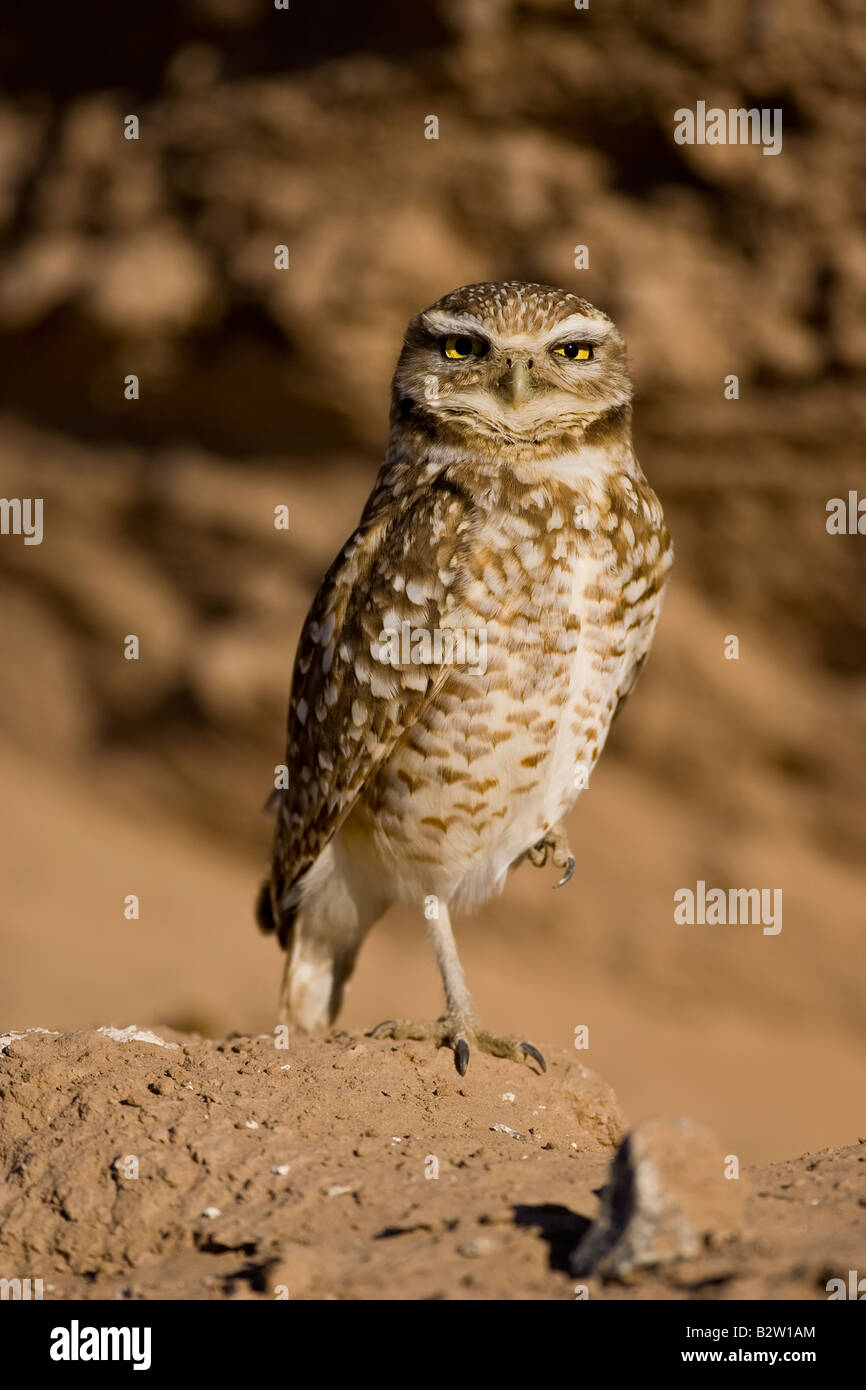 Burrowing owl in Arizona Stock Photo - Alamy