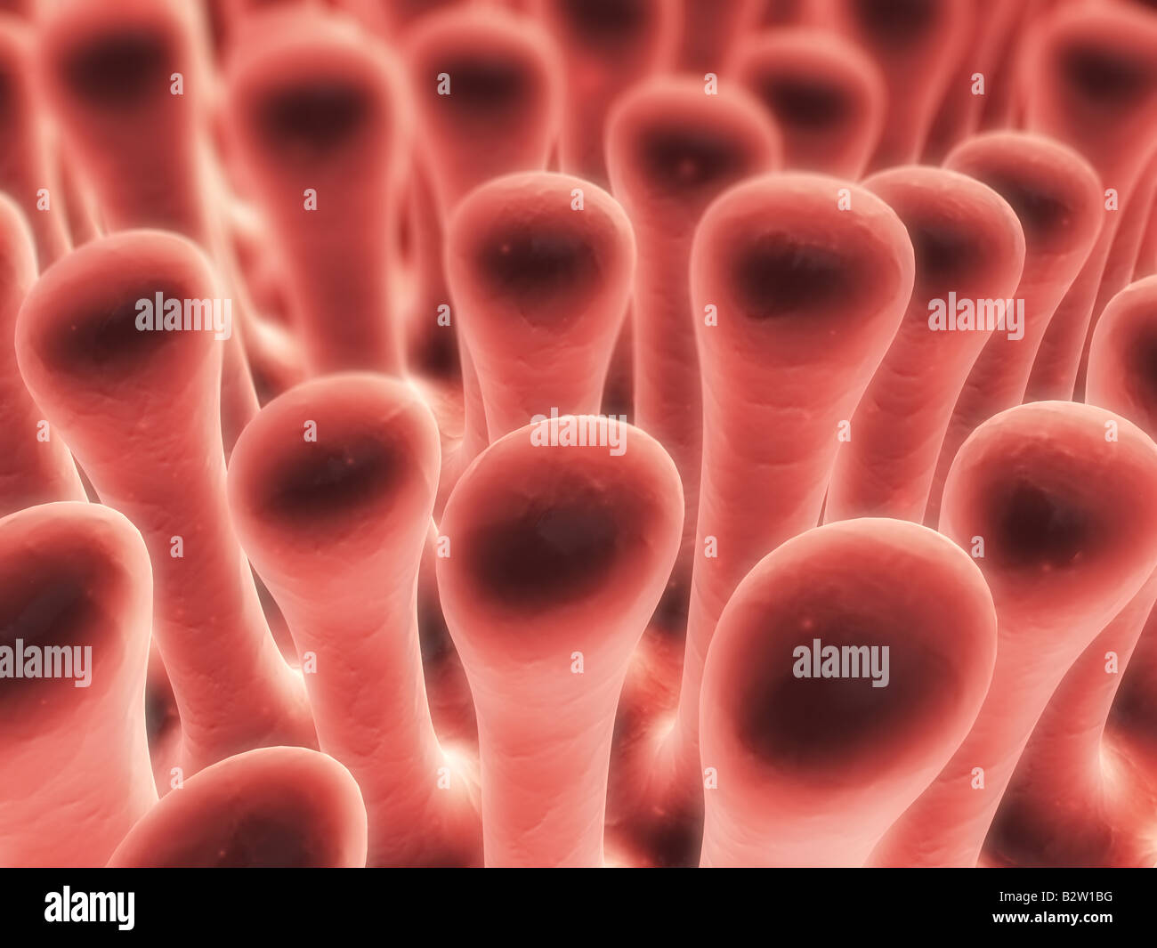 Villi intestine hi-res stock photography and images - Alamy