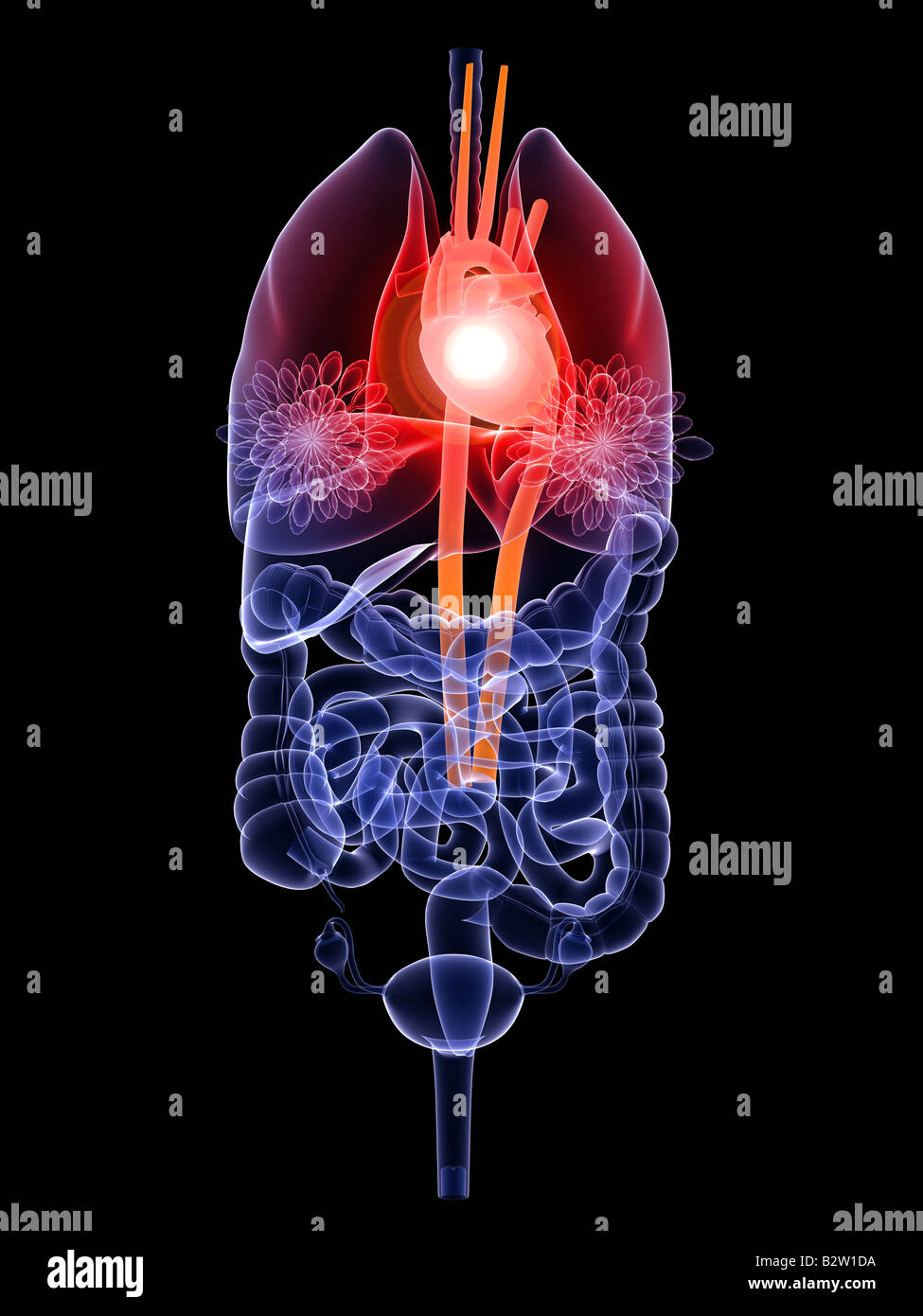 Human heart attack, illustration hi-res stock photography and images ...