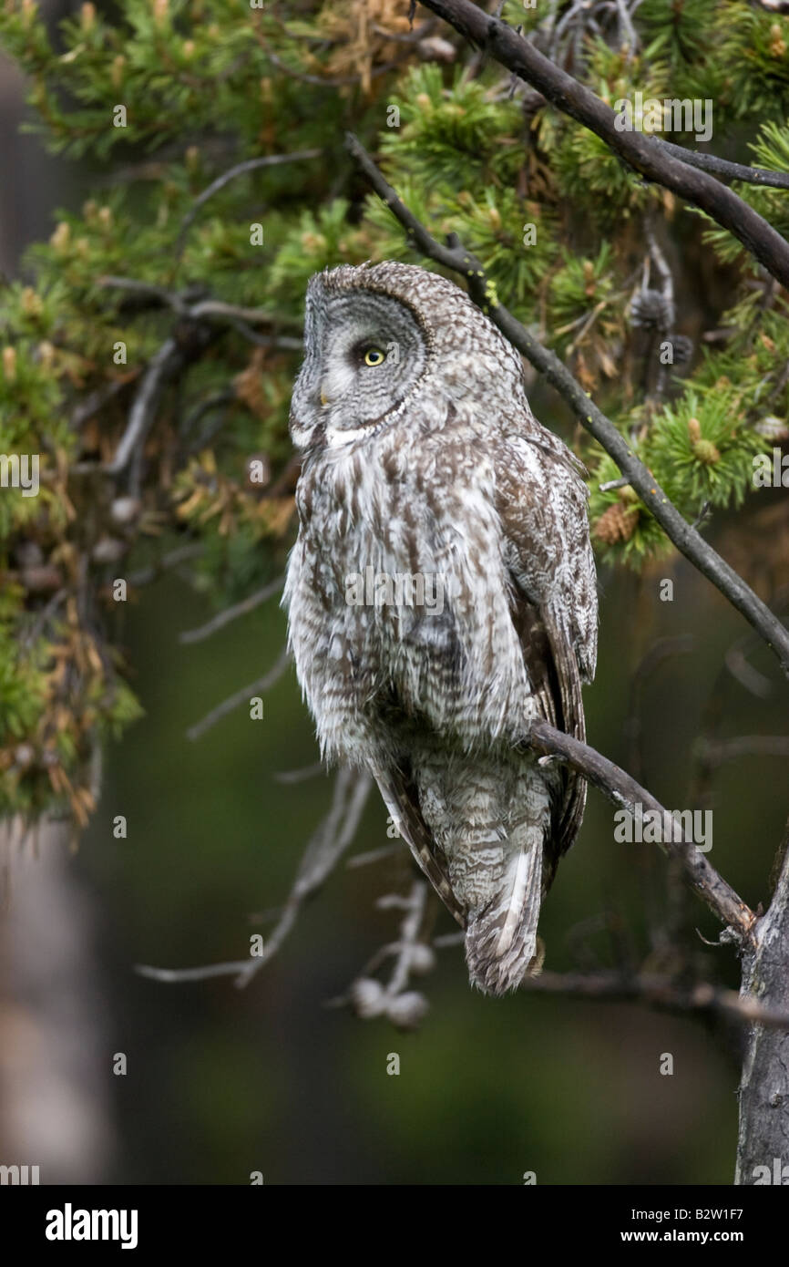 Great gray owl (Strix Nebulosa Stock Photo - Alamy