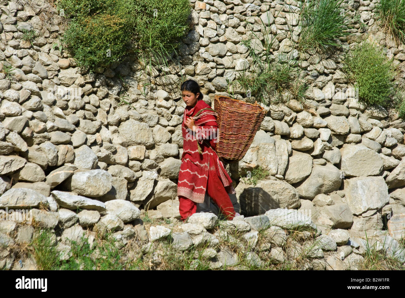 Hunza apricots pakistan hi-res stock photography and images - Alamy