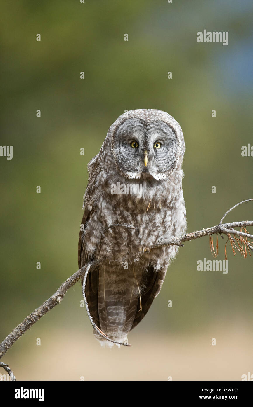 Great gray owl (Strix Nebulosa Stock Photo - Alamy