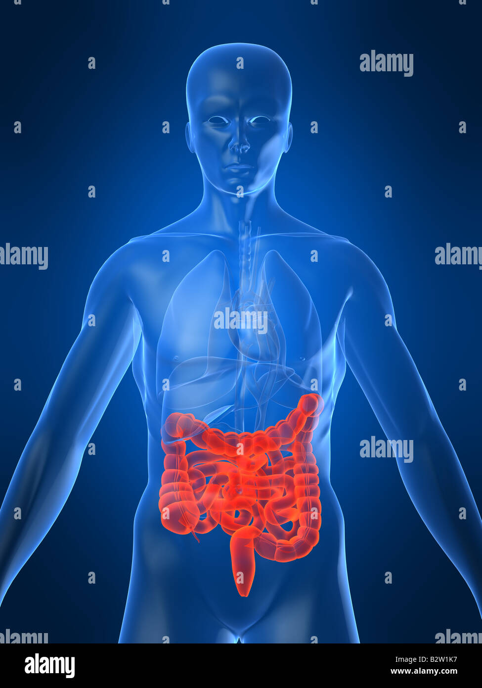 Intestines anatomy hi-res stock photography and images - Alamy