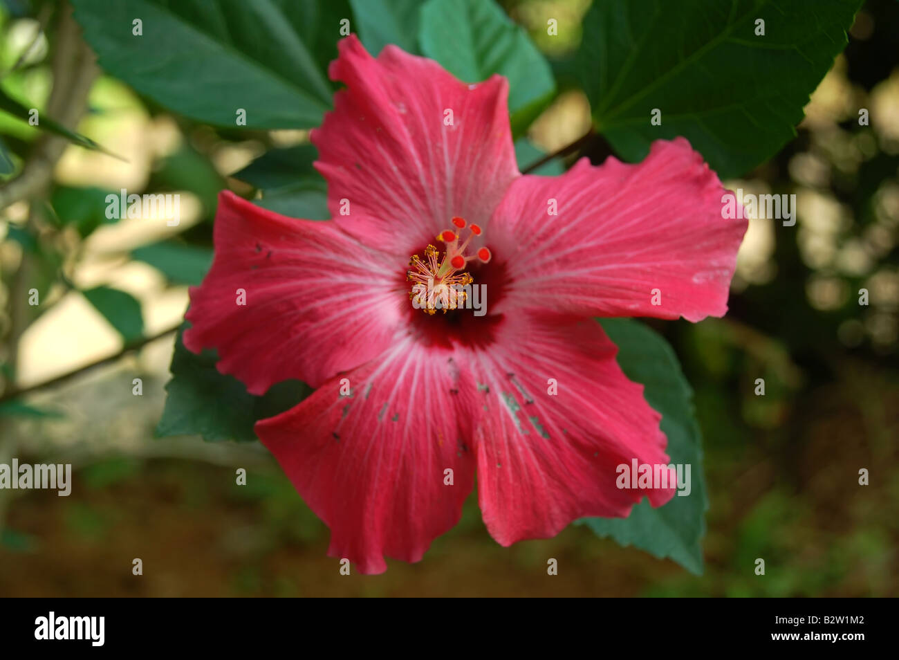 Tropical flower typical of Costa Rica Stock Photo - Alamy