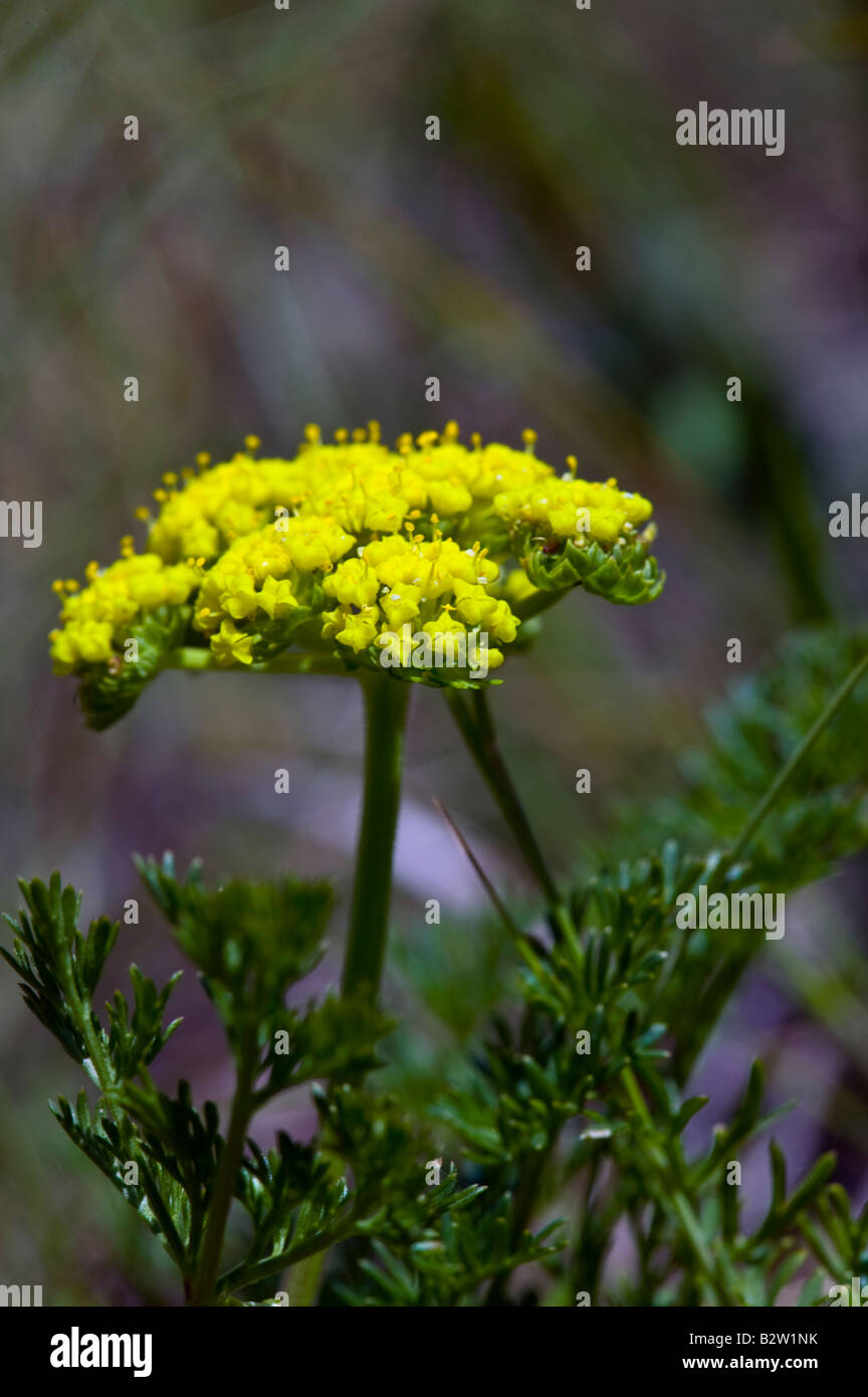 Apiaceae family hi-res stock photography and images - Alamy
