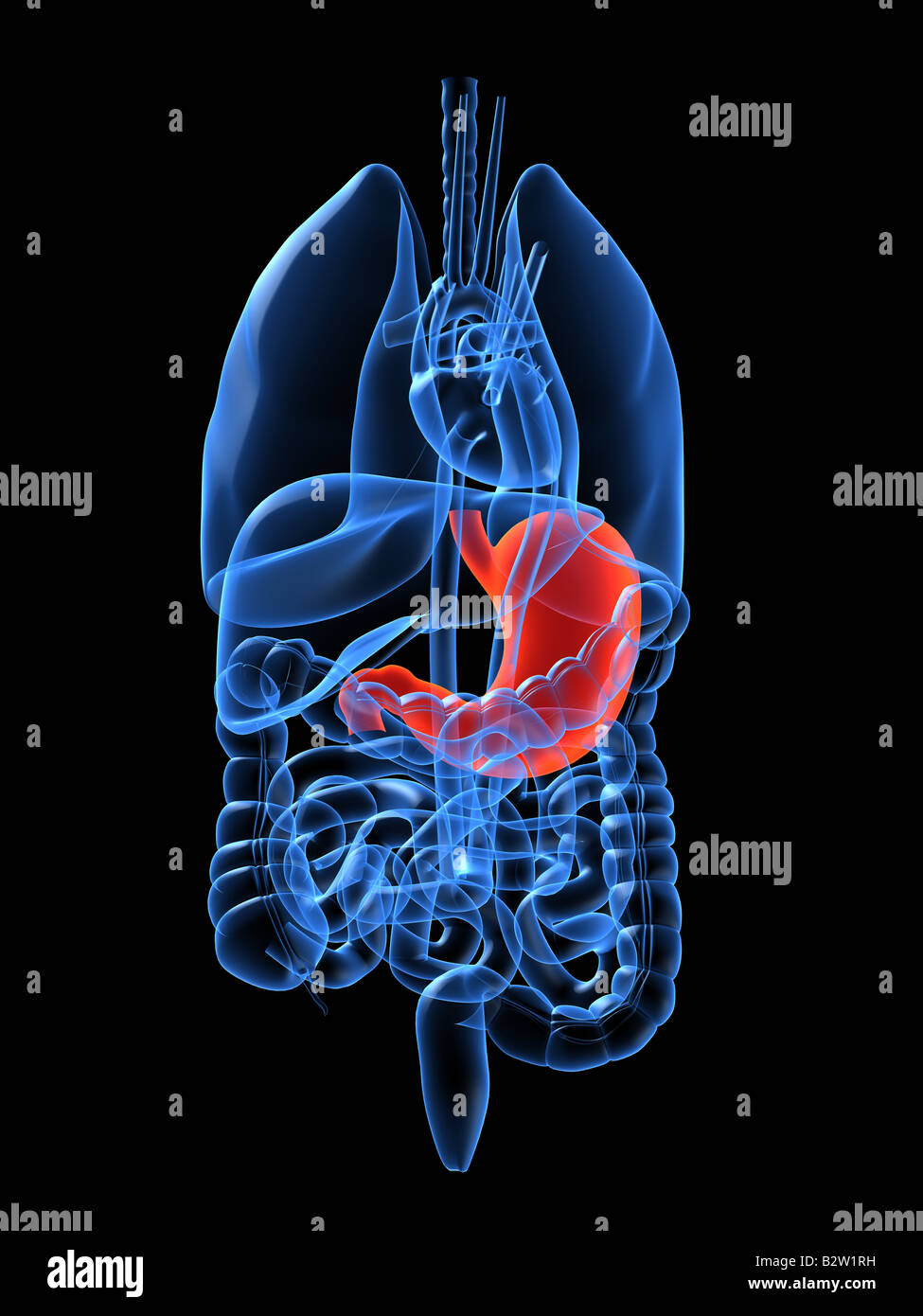 Human stomach internal organ hi-res stock photography and images - Alamy
