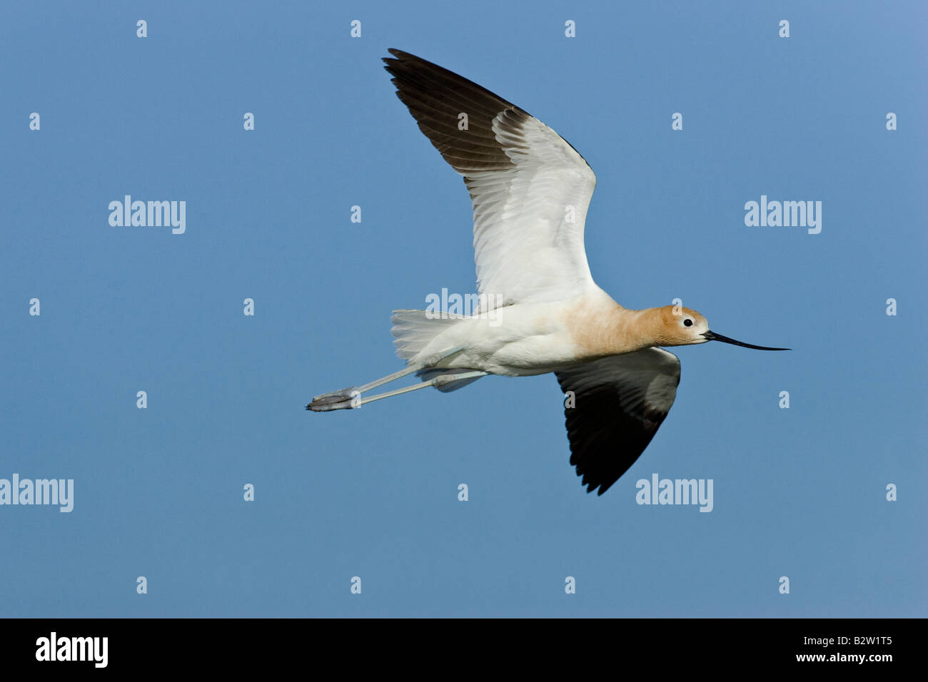 Avocet hi-res stock photography and images - Alamy
