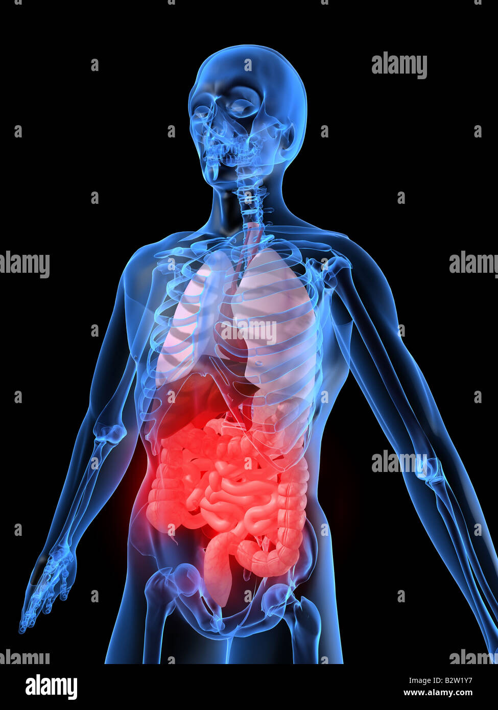 Human belly hi-res stock photography and images - Alamy