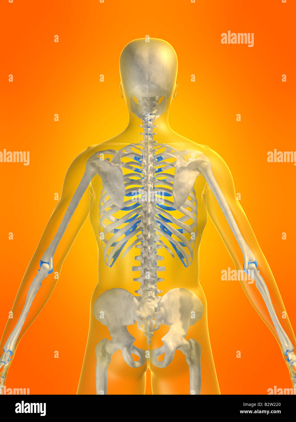 human skeletal back Stock Photo - Alamy