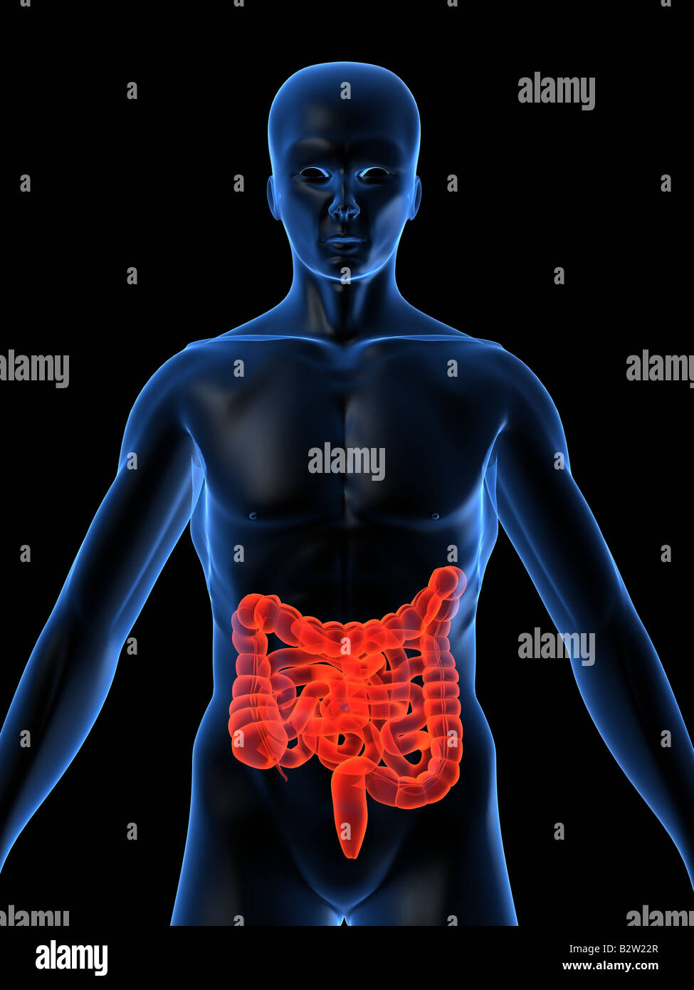Intestines old anatomy hi-res stock photography and images - Alamy