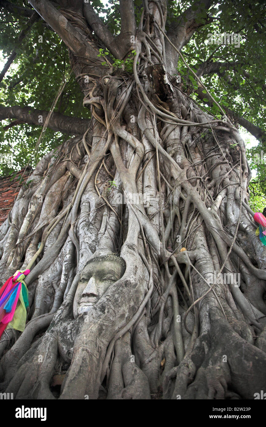 Tree face buddha carved roots hi-res stock photography and images - Alamy