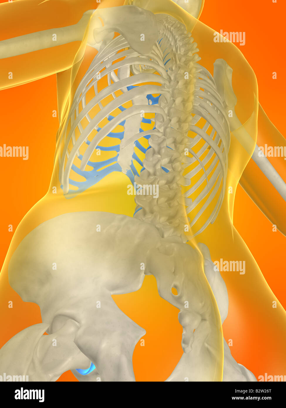 human skeletal back Stock Photo - Alamy