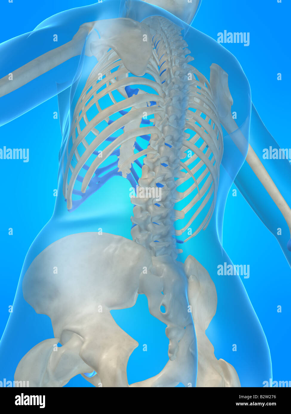 human skeletal back Stock Photo - Alamy