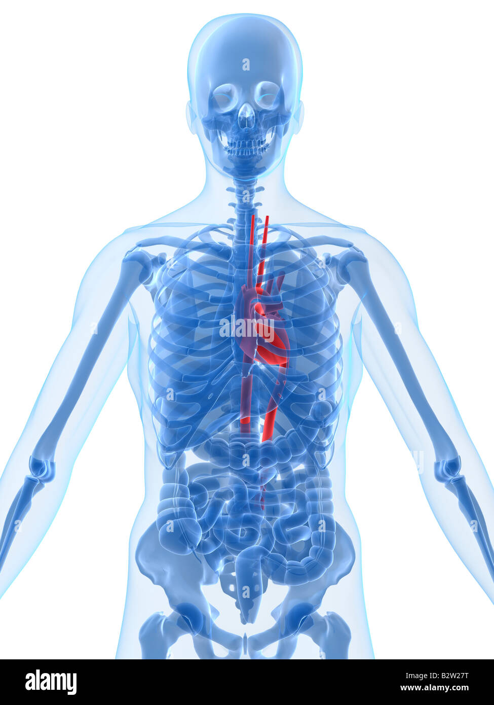 Human heart anatomy healthy hi-res stock photography and images - Alamy