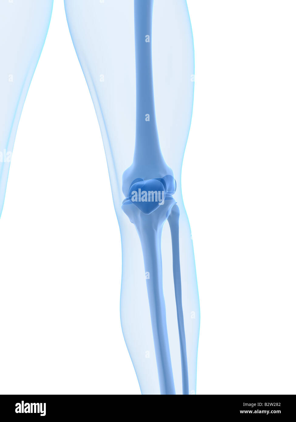 human skeletal knee Stock Photo - Alamy