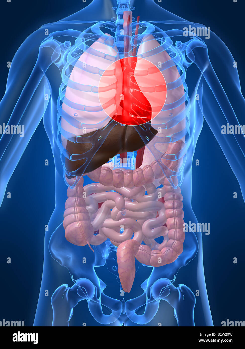 3d human body and heart anatomy hi-res stock photography and images - Alamy